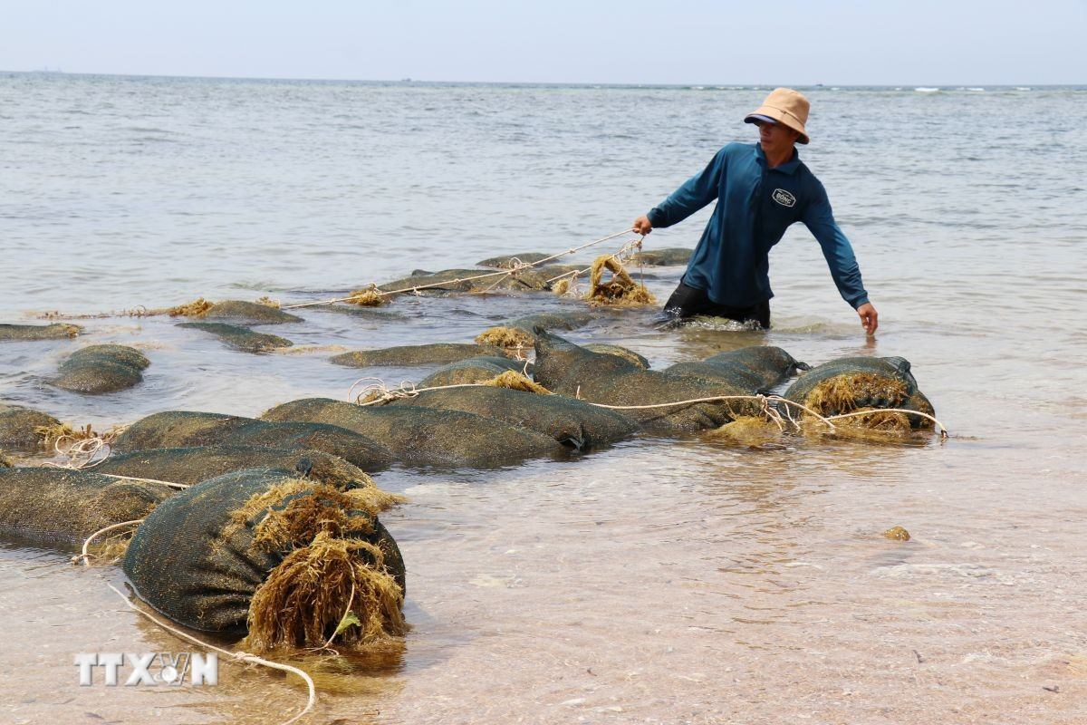 Ngư dân Khánh Hòa mùa hái “lộc biển” rong mơ bội thu | Vietnam+ ...