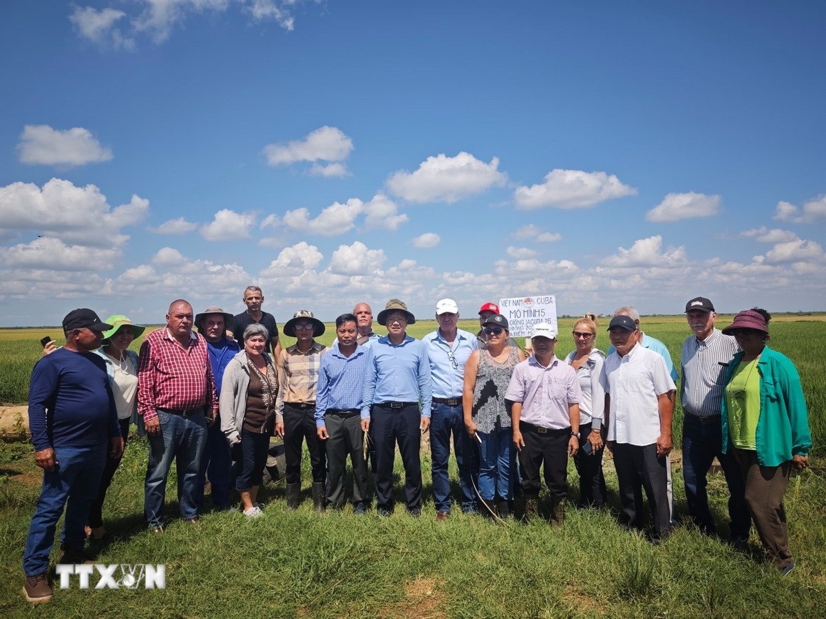 Hợp tác lúa gạo Việt Nam-Cuba: Thành tựu vượt trội | Vietnam+ (VietnamPlus)