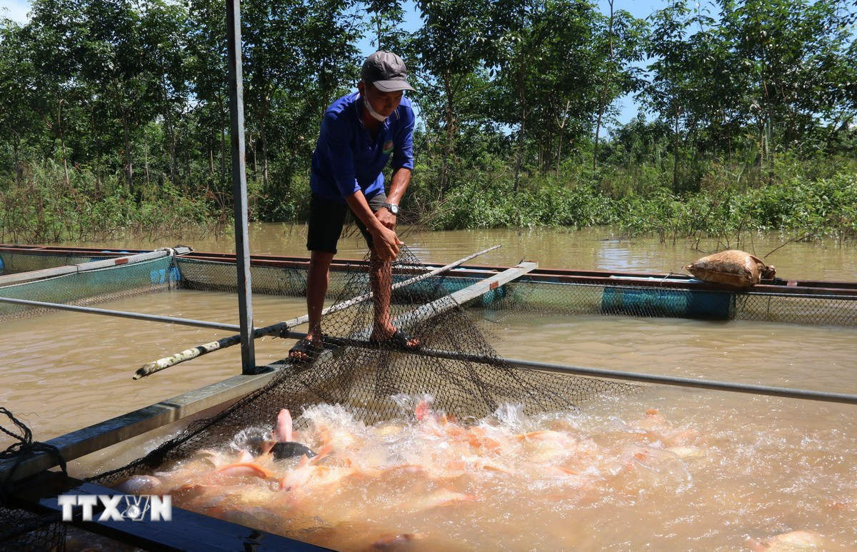 Đồng Nai còn nhiều dư địa bứt phá thành vùng sản xuất thủy sản công nghệ cao | Vietnam+ ...