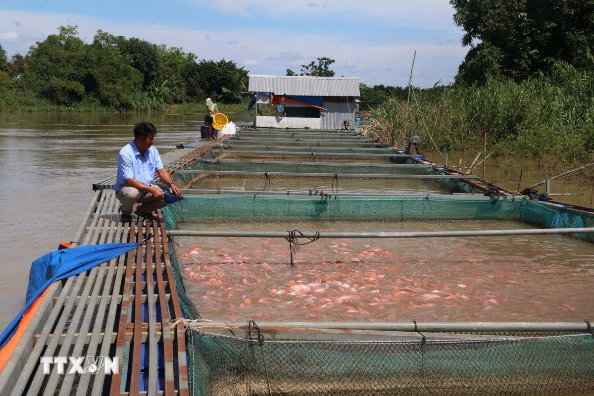 Đồng Nai còn nhiều dư địa bứt phá thành vùng sản xuất thủy sản công nghệ cao | Vietnam+ ...