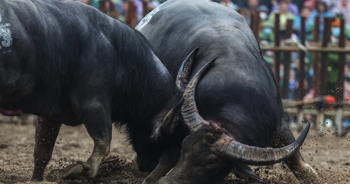 Những pha 'so găng' căng thẳng tại lễ hội chọi trâu cổ nhất Việt Nam ...