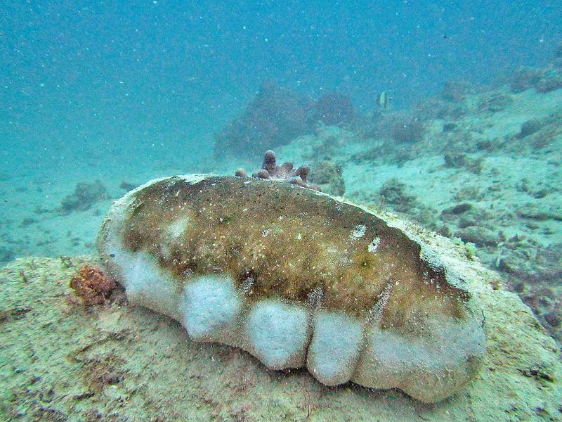 Lần đầu tiên sản xuất thành công giống hải sâm vú trắng | Vietnam+ ...