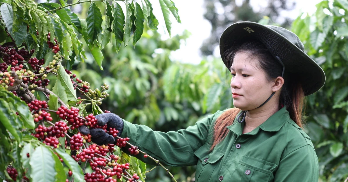 Xuất khẩu cà phê của Việt Nam sang Tây Ban Nha tăng hơn 100% về giá trị ...