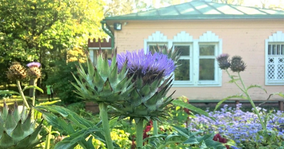 Dacha: Cách sống gắn bó chặt chẽ với ẩm thực của người Nga xưa và nay ...