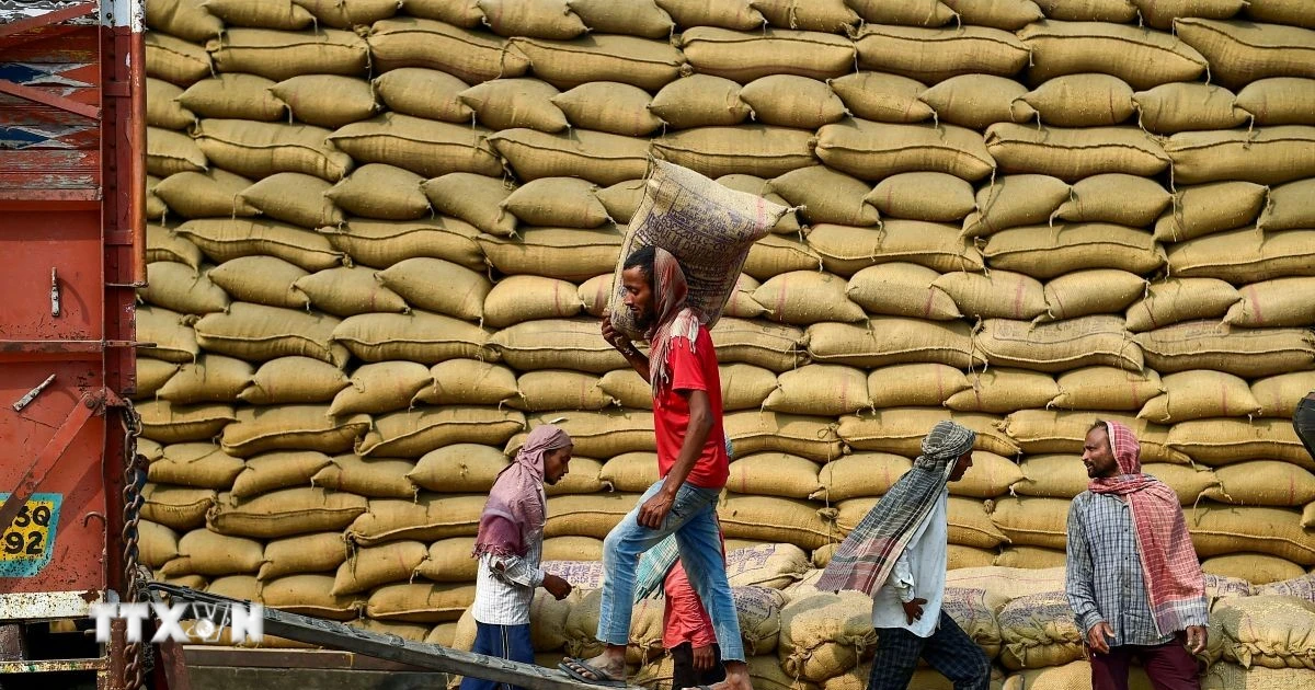 Thị trường nông sản: Giá gạo giảm mạnh, Ấn Độ chiếm lĩnh thị trường ...