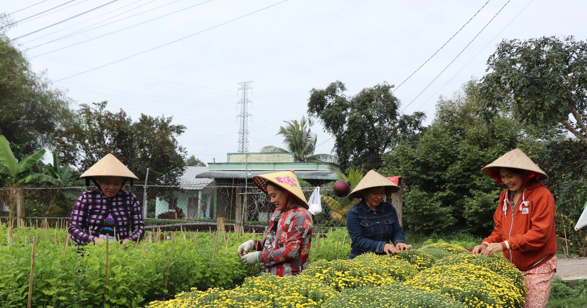 Nhà vườn trồng hoa Tết ở Cần Thơ dự kiến lợi nhuận giảm | Vietnam+ ...