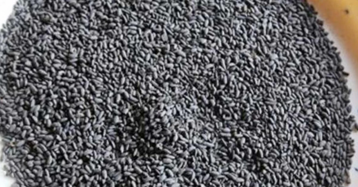 Hóa thạch gạo đen có niên đại từ khoảng 900 năm tuổi tại Campuchia ...