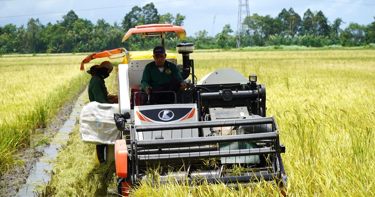 Nông dân tỉnh Kiên Giang 'được mùa, trúng giá' vụ lúa Hè Thu | Vietnam+ ...