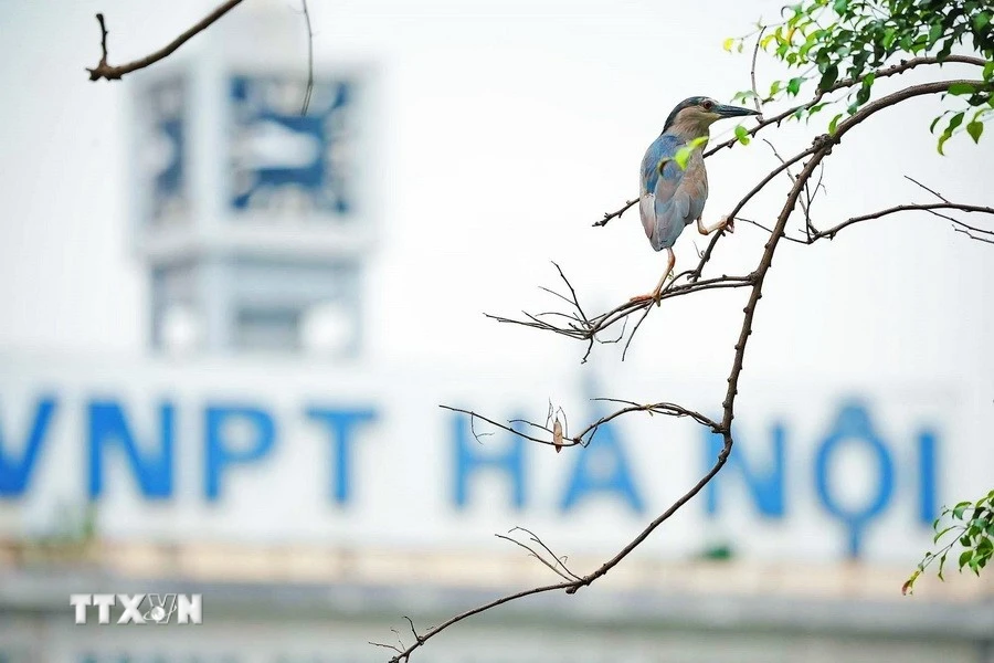 Chim hoang dã về hồ Hoàn Kiếm: Không gian bình yên ngay giữa Thủ đô