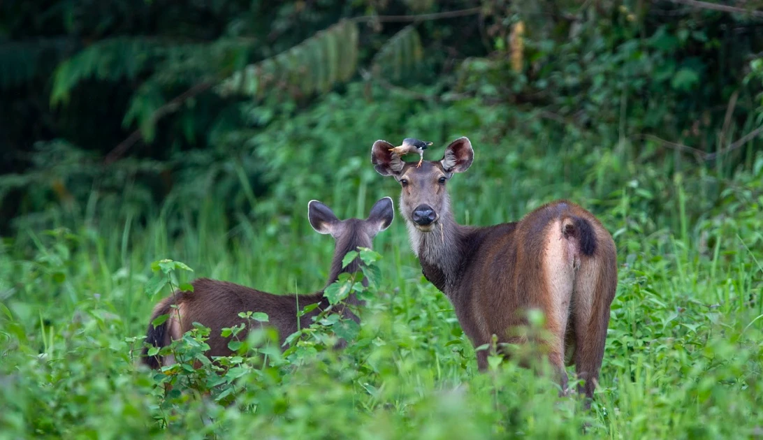 Phát động chiến dịch truyền thông ‘Ngừng ăn thịt thú rừng, góp thiện ...