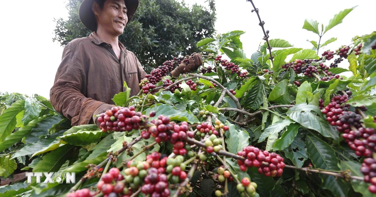 Giá càphê tiếp tục tăng nóng trước áp lực nguồn cung | Vietnam+ ...