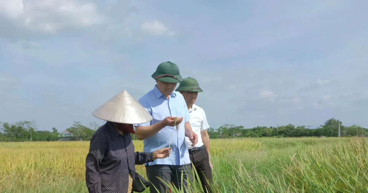 Hà Nội chủ động ứng phó bão số 9, thu hoạch lúa "xanh nhà hơn già đồng ...