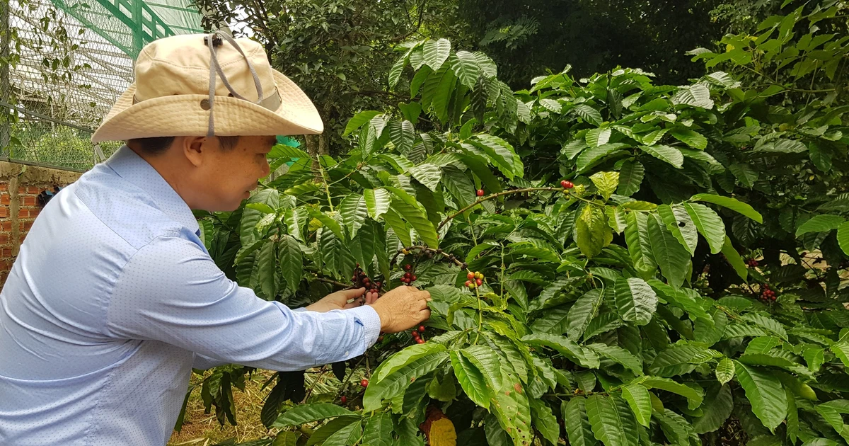 Chuyên gia HSBC: Nông nghiệp Việt Nam tỏa sáng trên toàn cầu | Vietnam+ ...