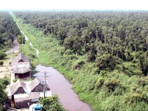 Thêm nhiều động vật quý hiếm ở rừng U Minh Hạ | Vietnam+ (VietnamPlus)