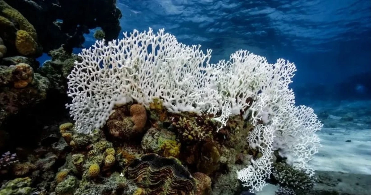 Khám Phá Hy Vọng Mới Cho Rạn San Hô Israel Trong Bối Cảnh Nóng Lên Toàn Cầu | Vietnam+ (VietnamPlus)