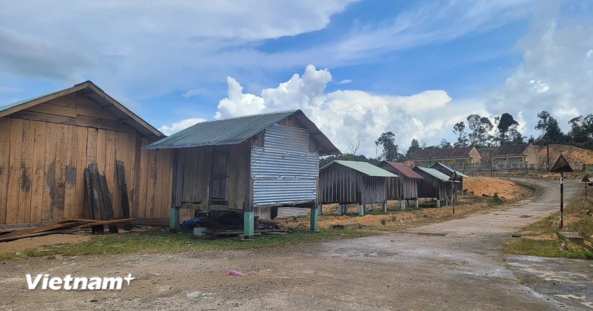 Xảy ra 32 trận trong tháng 1/2025 tại các tỉnh Kon Tum và Quảng Nam ...