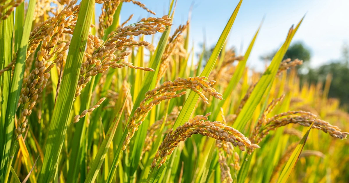 Tiết lộ quá trình tiến hóa liên tục của cây lúa trong 100.000 năm ...