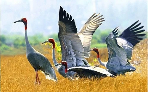 Đồng Tháp đầu tư 92 tỷ đồng để bảo tồn và phát triển Sếu đầu đỏ ...