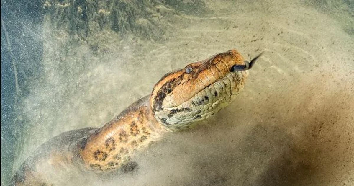 Ấn Độ: Phát hiện hóa thạch rắn khổng lồ 47 triệu năm tuổi nặng tới 1 ...