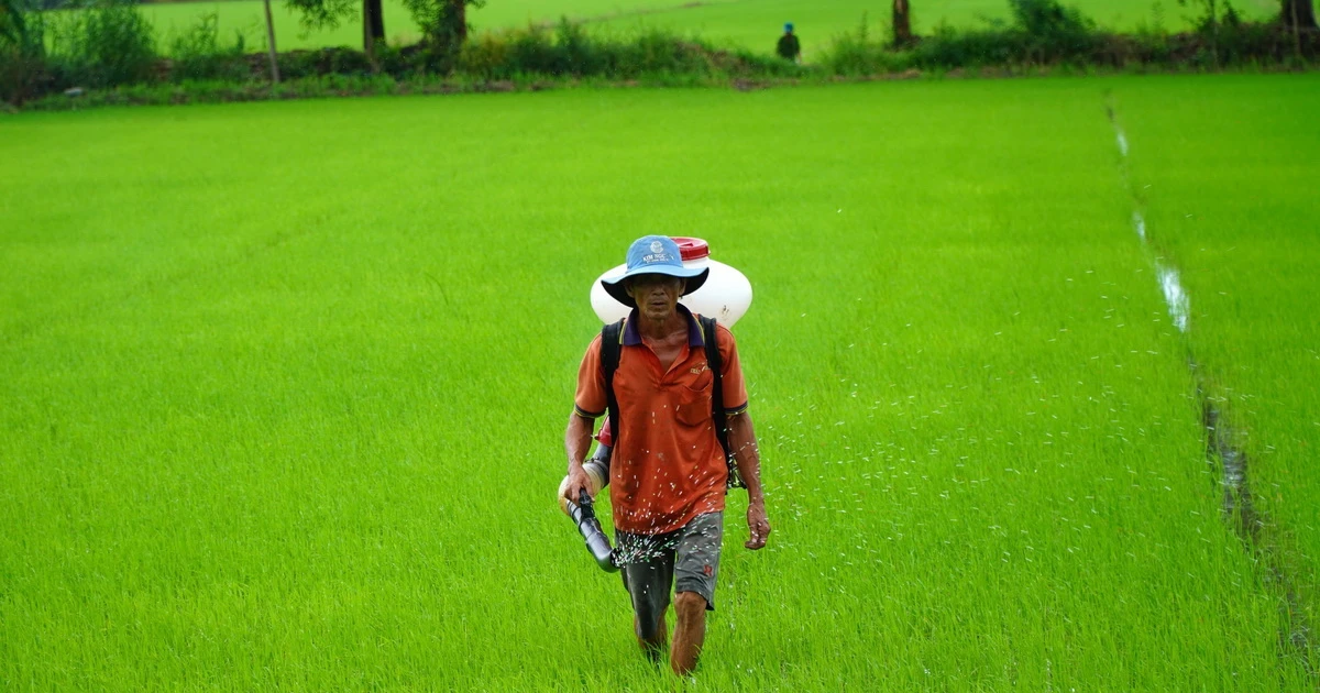 Kiên Giang sử dụng linh hoạt diện tích đất chuyên canh lúa chất lượng ...