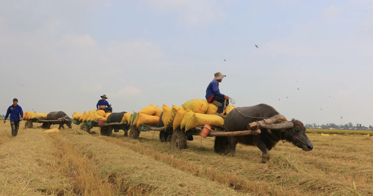 [Photo] Đồng Tháp: Mùa trâu kéo lúa trên những cánh đồng đẹp như tranh ...
