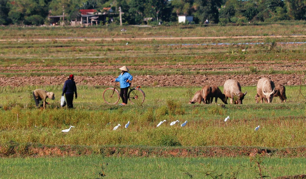 Quảng Bình: Người dân ngang nhiên đặt bẫy đánh bắt chim trời | Vietnam+ ...