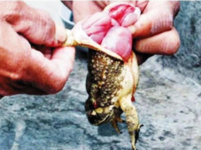 Đắk Lắk: Ba chị em bị ngộ độc phải nhập viện sau khi ăn thịt cóc ...