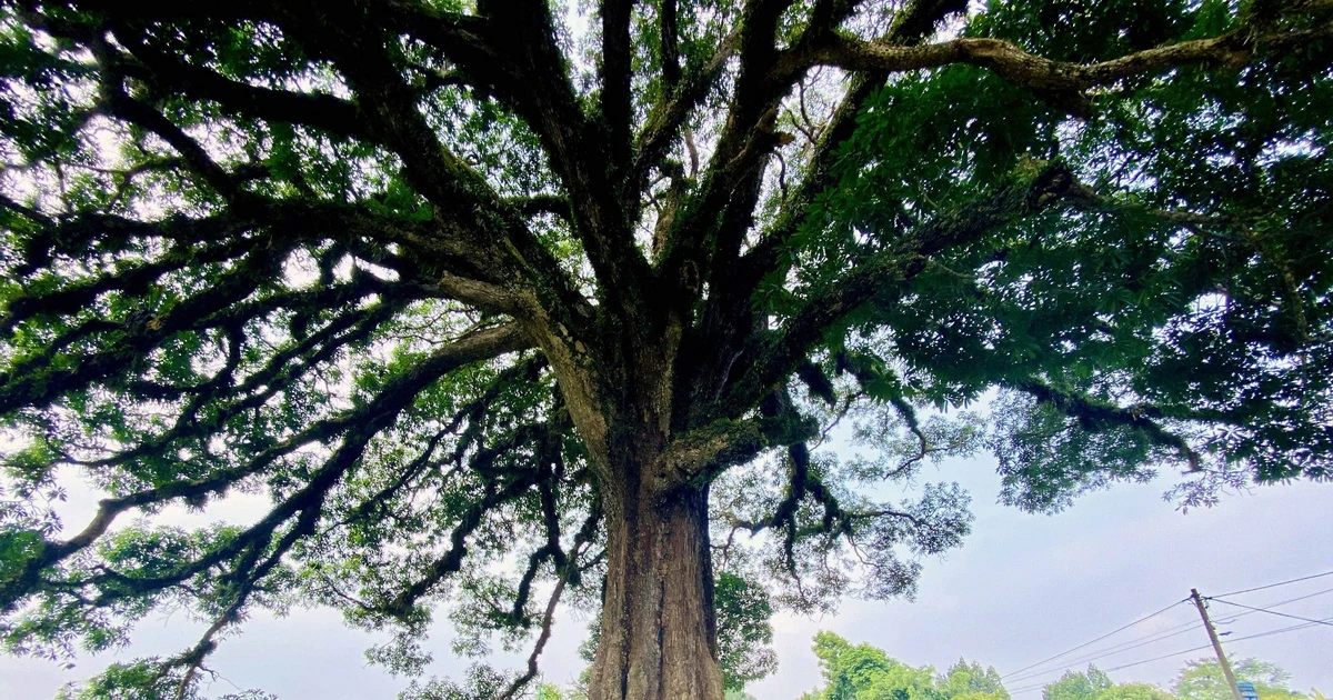 Cây trôi di sản 800 năm tuổi ở Hà Tĩnh: Biểu tượng của sức sống bền bỉ ...