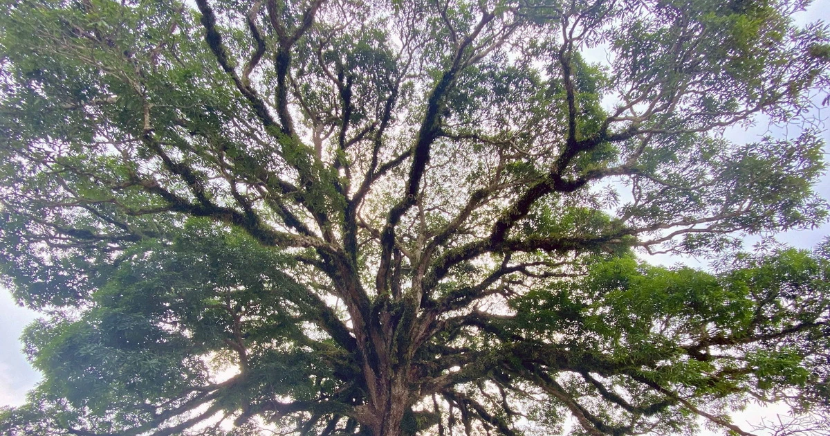 Bảo tồn cây trôi di sản 800 năm tuổi ở tỉnh Hà Tĩnh | Vietnam+ ...