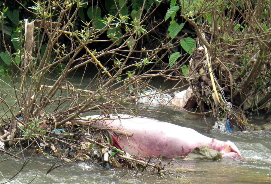 Vì sao hàng loạt bao tải chứa xác lợn xuất hiện ở Vĩnh Phúc? | Vietnam+ ...