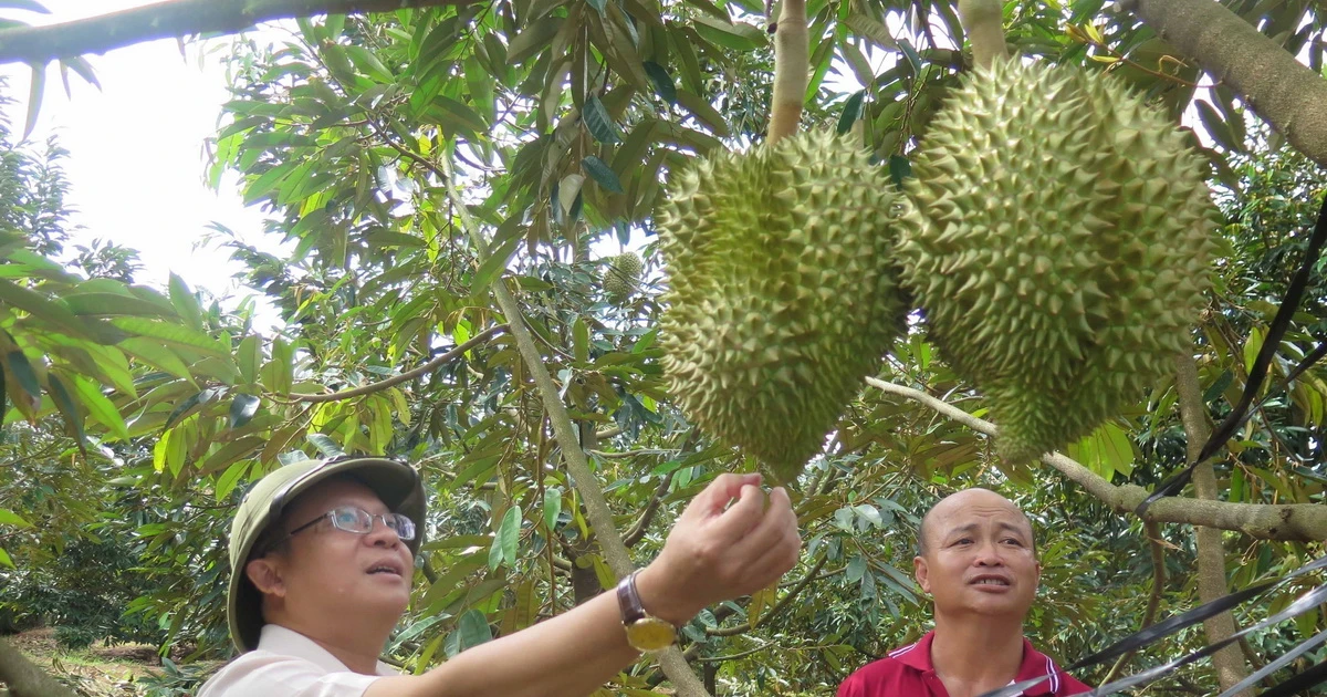 Kon Tum: Khuyến cáo nông dân không phát triển ồ ạt diện tích sầu riêng ...
