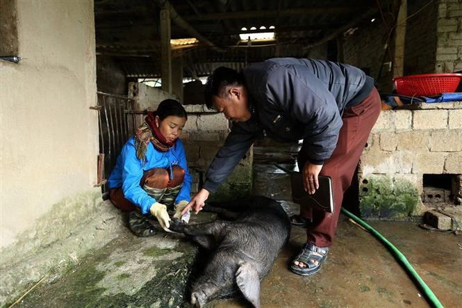 Lạng Sơn khống chế, dập ổ dịch lở mồm long móng trên đàn lợn | Vietnam+ (VietnamPlus)