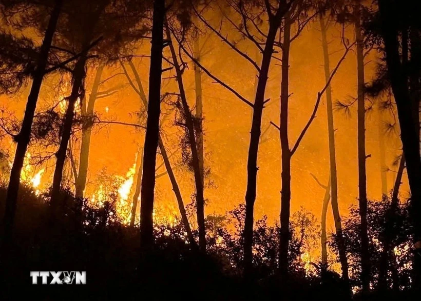 Cả nước có hơn 960 ha rừng bị thiệt hại trong 8 tháng đầu năm 2025 | Vietnam+ (VietnamPlus)