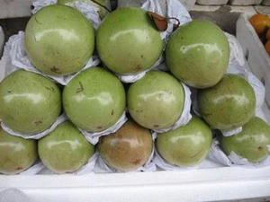 Xuất khẩu 1500kg vú sữa đạt chuẩn sang Canada | Vietnam+ (VietnamPlus)