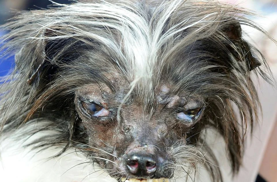 Chú chó xấu nhất thế giới đoạt giải thưởng trị giá 1.500 USD | Vietnam+ ...