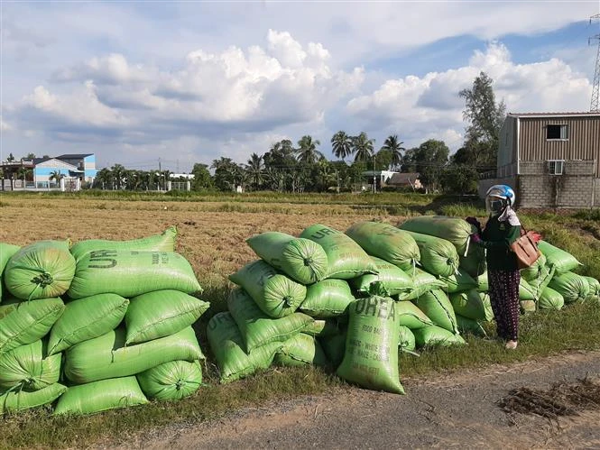 Giá lúa tại Long An thấp nhất trong nhiều năm gần đây | Vietnam+ ...