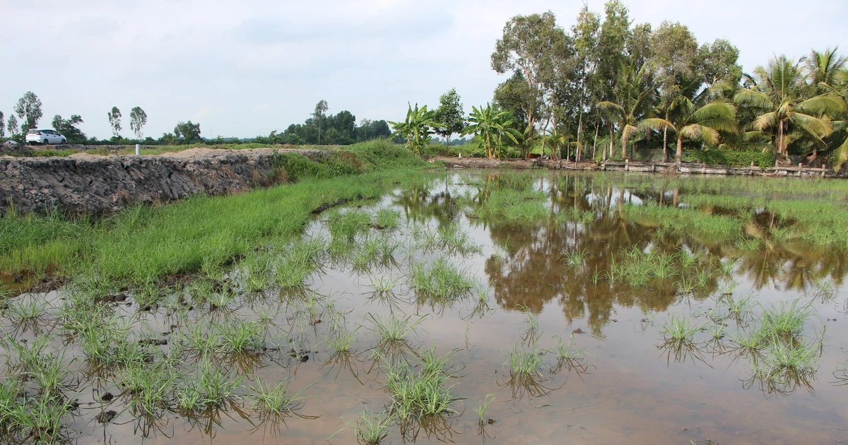 Hậu Giang: Diện tích lúa ở huyện Vị Thủy bị thiệt hại do nhiễm mặn bất ...