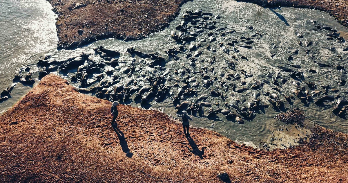 Ngỡ ngàng vẻ đẹp đàn trâu hàng trăm con trong khu vực lòng hồ Suối Đá ...