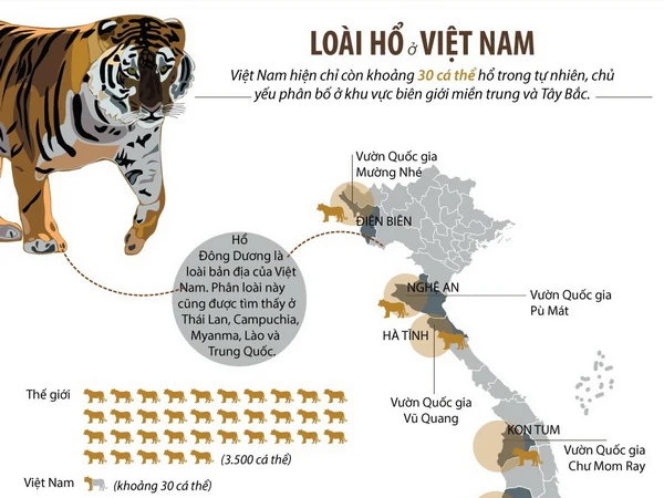 [Infographics] Thực trạng loài hổ Đông Dương tại Việt Nam | Vietnam+ ...