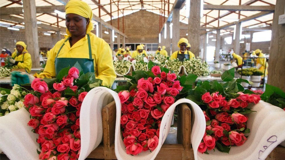 Ngày lễ Tình nhân ảm đạm với người trồng hoa hồng xuất khẩu tại Kenya ...
