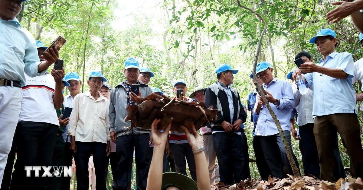 Địa đạo Củ Chi - Điểm đến hấp dẫn | Vietnam+ (VietnamPlus)