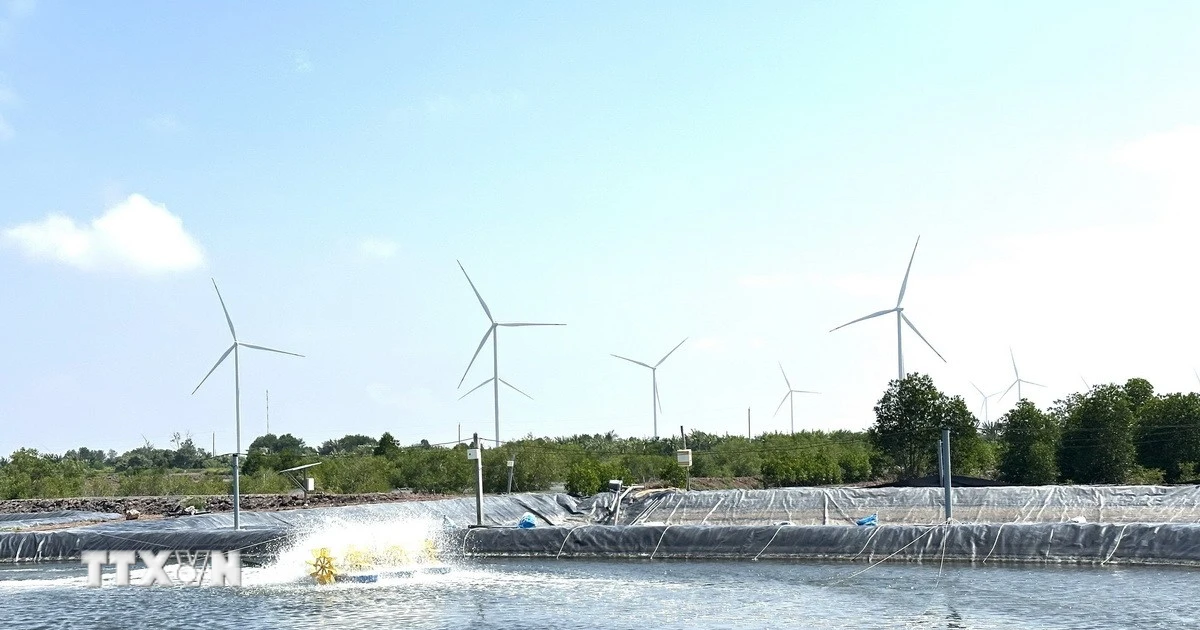 Tôm Rừng Hữu Cơ Việt Nam: Mô Hình Bền Vững Đặc Sắc | Vietnam+ (VietnamPlus)