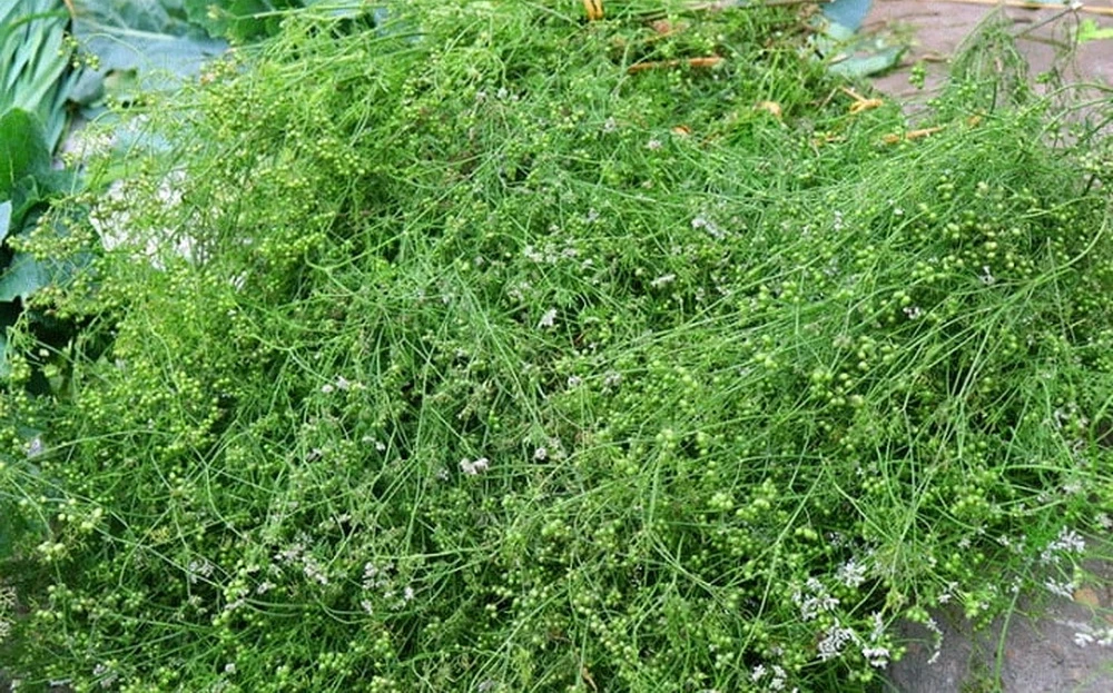 Tác dụng của việc tắm lá mùi già và những điều cần kiêng kỵ | Vietnam+ ...