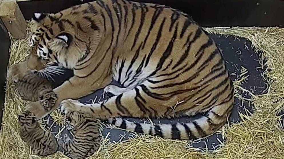 Hổ Siberia sinh hạ thành công 3 chú hổ con tại vườn thú Hannover ...