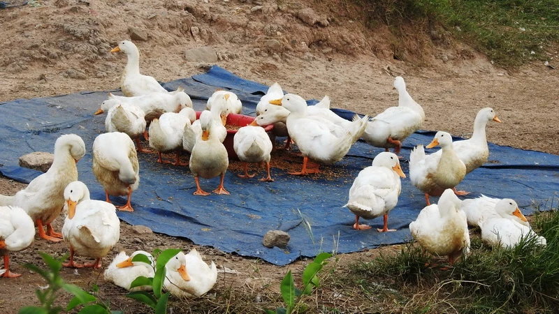 Dịch cúm gia cầm đã xuất hiện trở lại tại nhiều địa phương | Vietnam+ ...