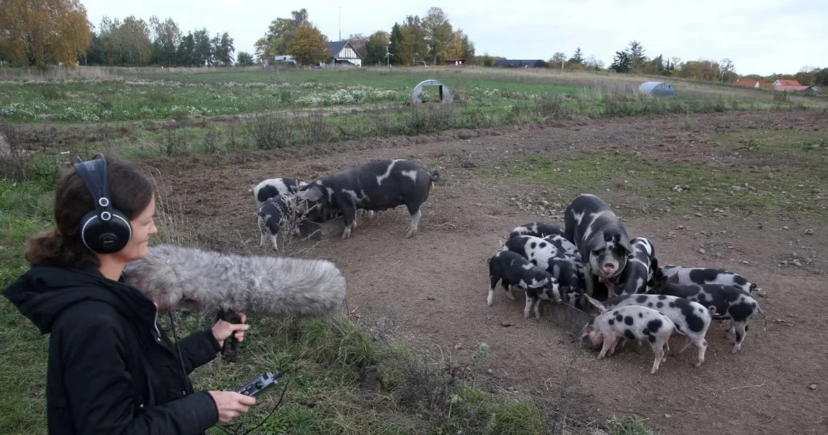 Phát triển thuật toán AI có khả năng giải mã âm thanh của lợn ...