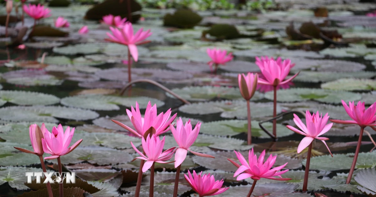 Hoa súng nở rộ tại khu du lịch Tam Cốc-Bích Động tuyệt đẹp | Vietnam+ (VietnamPlus)