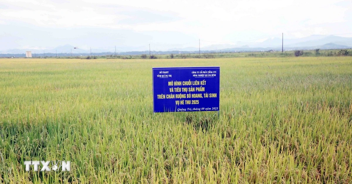 Quảng Trị Gặt Hái Thành Công Nhờ Chuỗi Liên Kết Lúa Vụ Hè Thu
