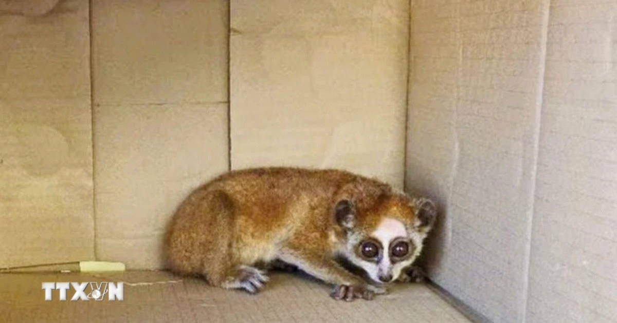 Nghệ An Giao Nộp Cá Thể Cu Li Nhỏ Nguy Cấp Được Bảo Vệ | Vietnam+ ...