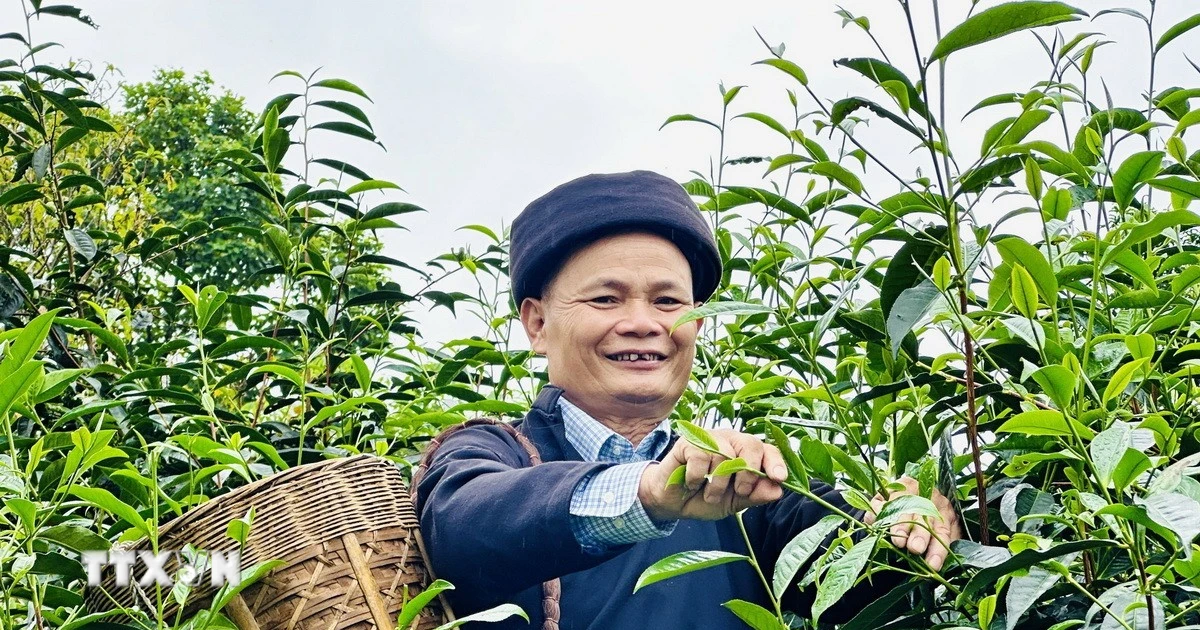 Chè Shan Tuyết Xà Phìn - báu vật núi rừng Tây Côn Lĩnh | Vietnam+ ...